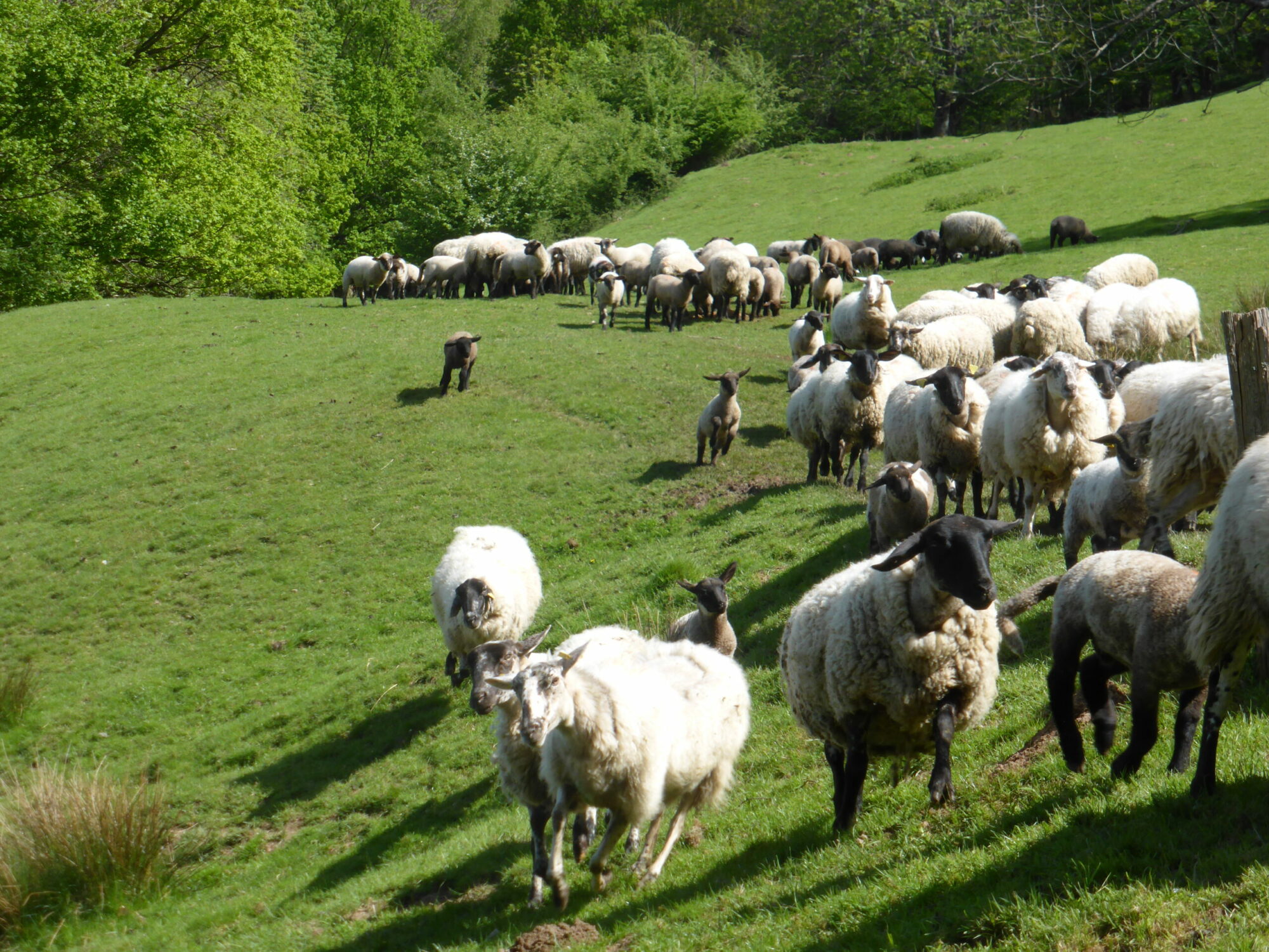 "Il placera les brebis à sa droite, et les boucs à gauche" Matthieu 25 ...