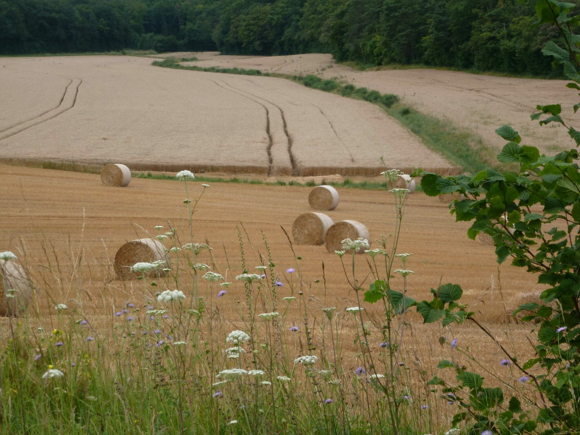 "Priez donc le maître de la moisson d’envoyer des ouvriers pour sa ...